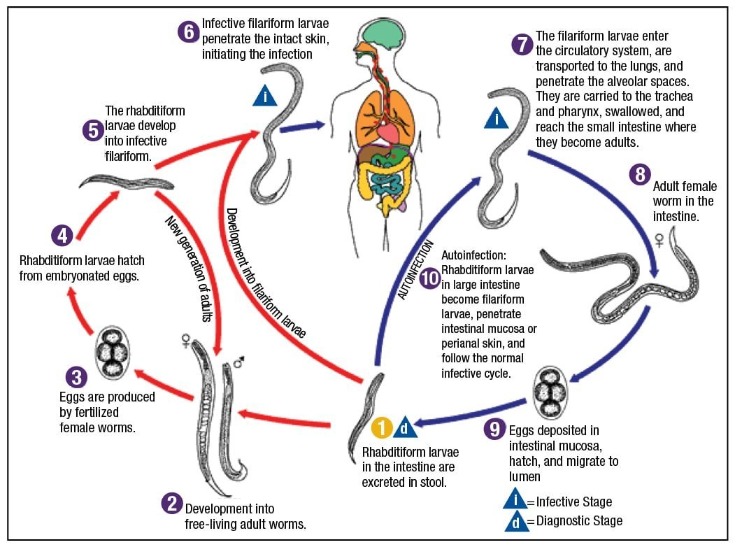 Parasites in Humans: Types, Symptoms, and Best Treatments